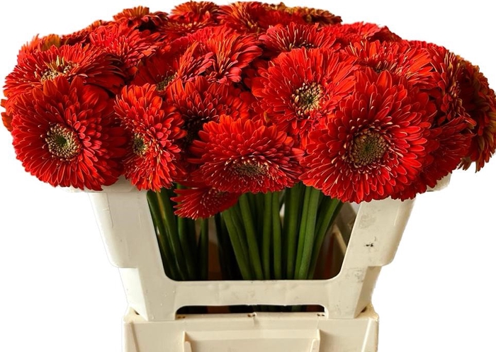 Helios Webshop
