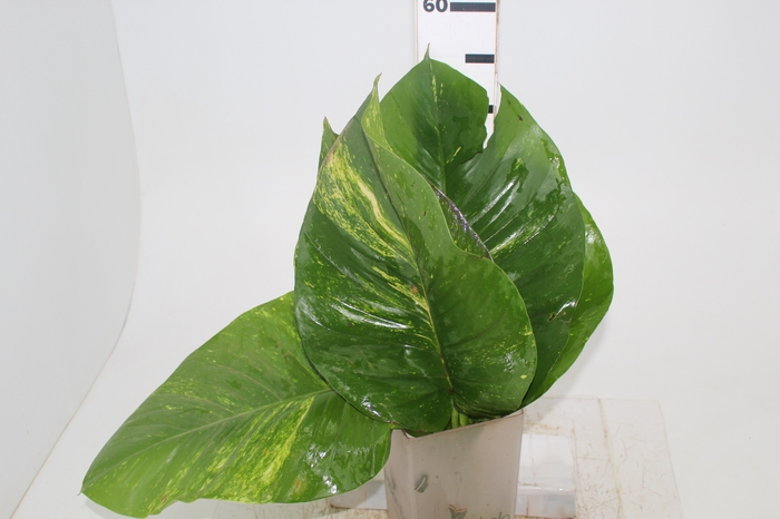 Holambelo - Loja Gran Flora