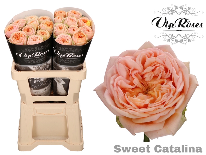 Vip Roses Webshop