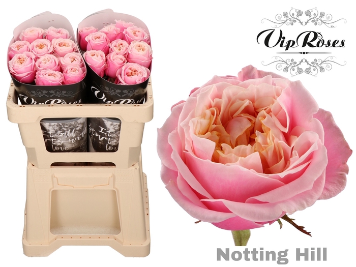 Vip Roses Webshop