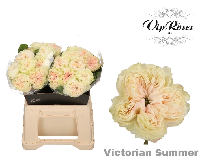 Vip Roses Webshop