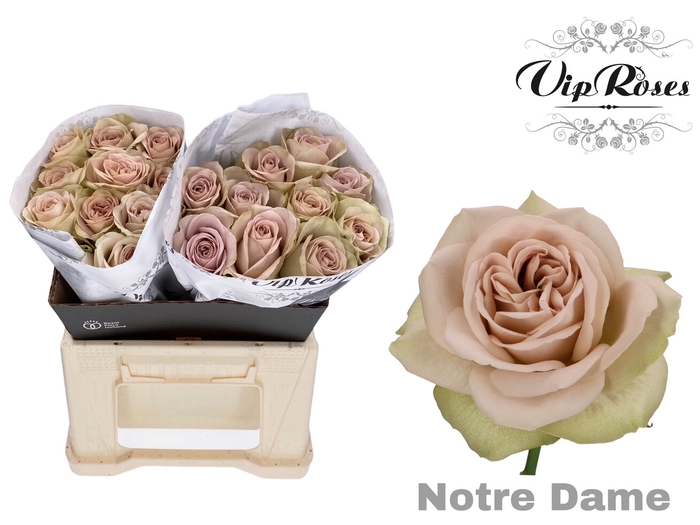 Vip Roses Webshop
