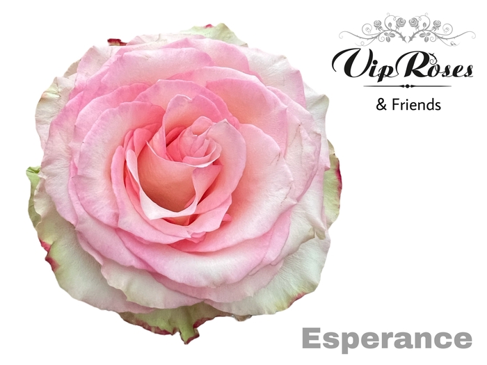 Vip Roses Webshop
