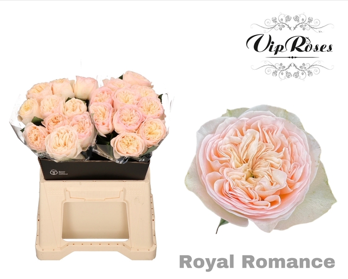Vip Roses Webshop