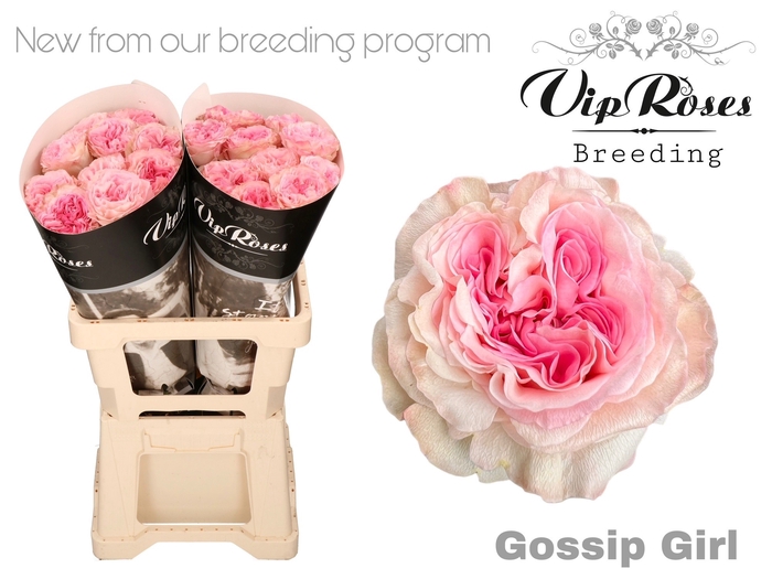 Vip Roses Webshop
