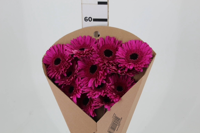 Holambelo - Loja Gran Flora