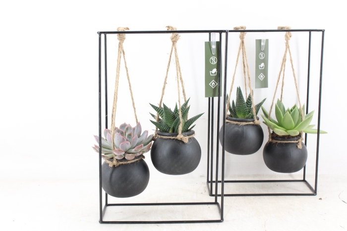 Harry van Hunen Webshop