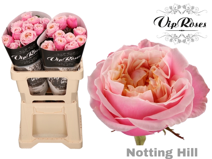 Vip Roses Webshop