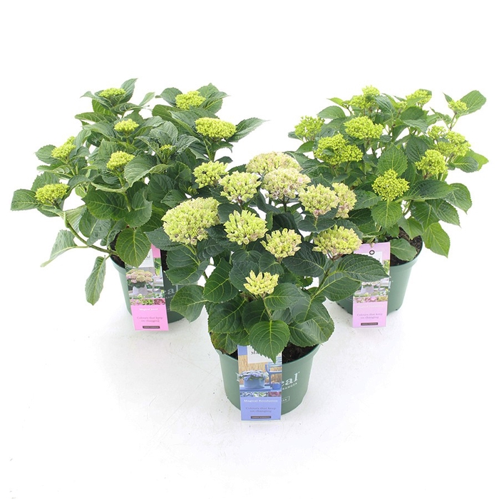 Micquel Groen Webshop