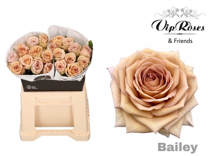 Vip Roses Webshop
