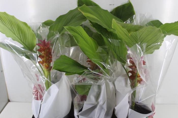 Holambelo - Loja Gran Flora