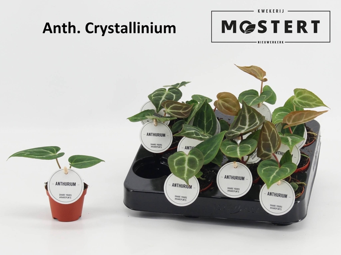 Fleuromarché B.V. Webshop