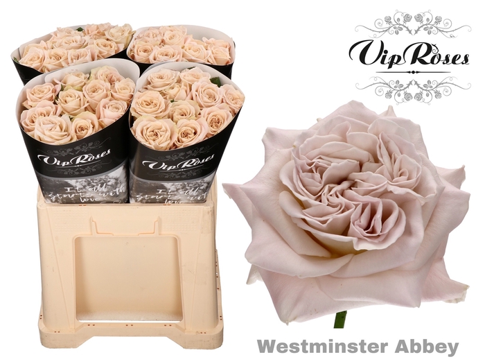 Vip Roses Webshop