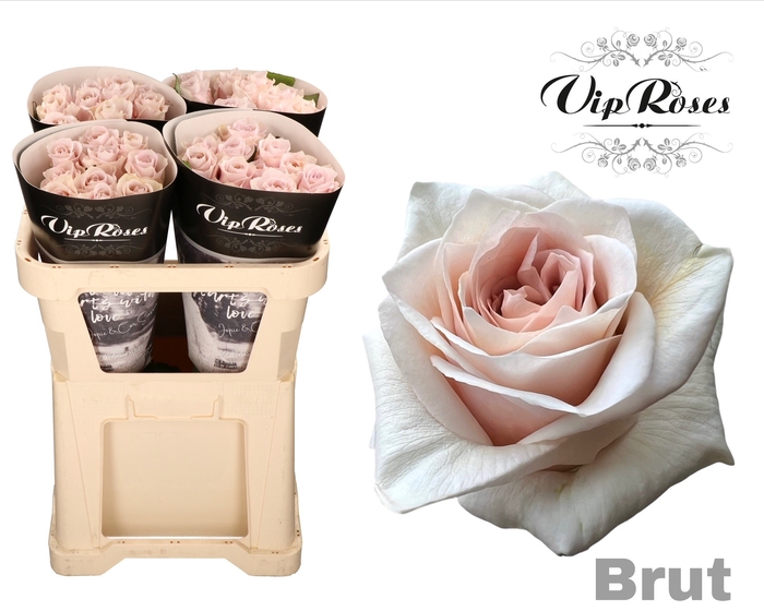Vip Roses Webshop