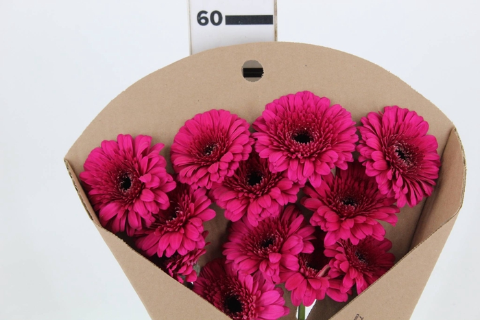 Holambelo - Loja Gran Flora