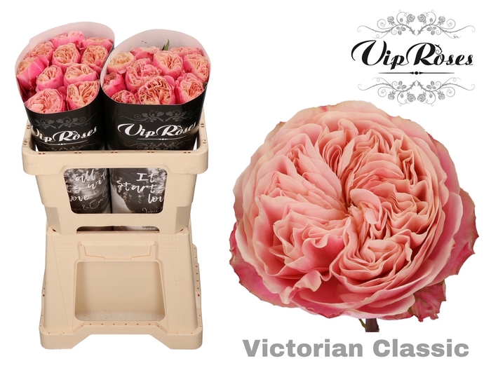 Vip Roses Webshop