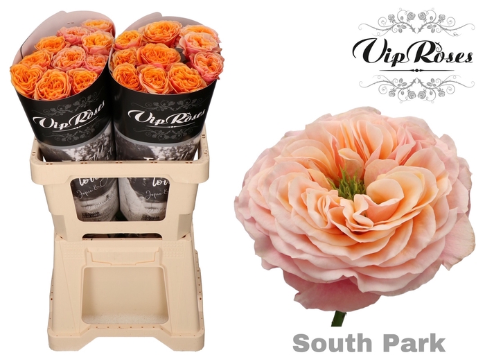 Vip Roses Webshop