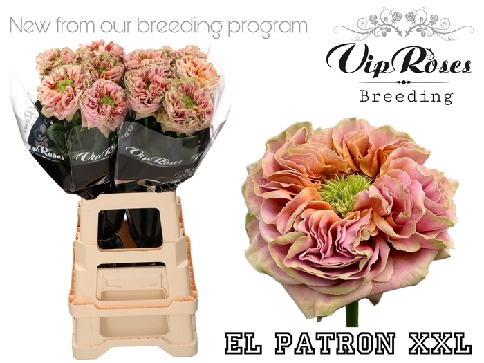Vip Roses Webshop