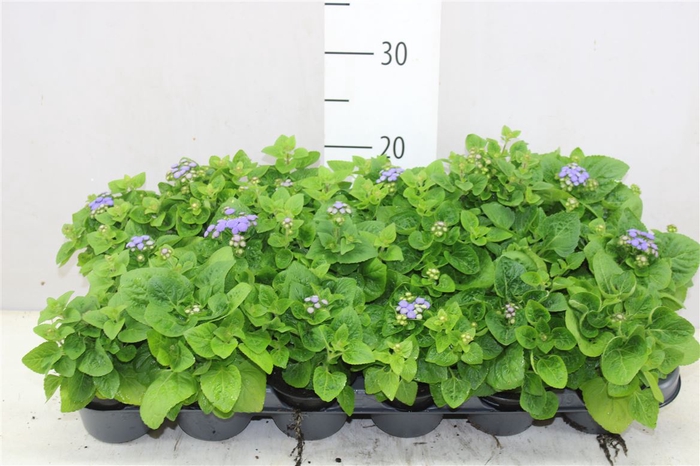 Just Plants Webshop