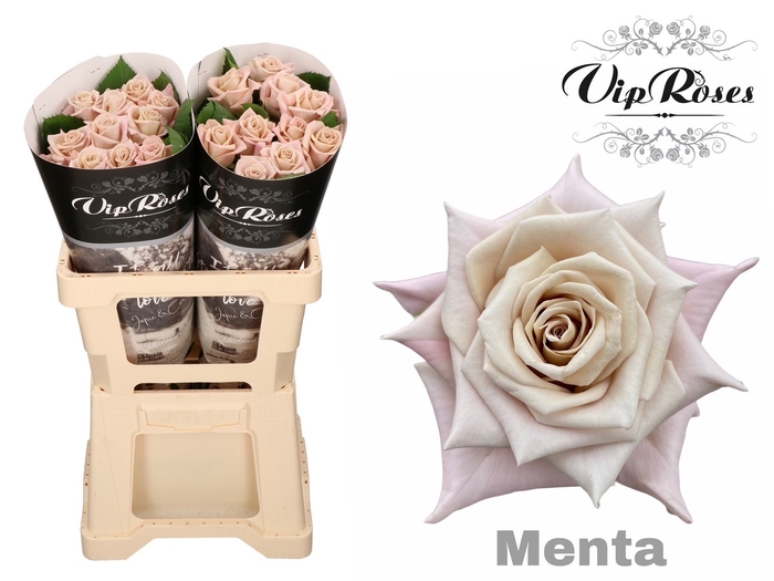 Vip Roses Webshop