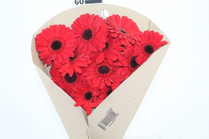 Holambelo - Loja Gran Flora