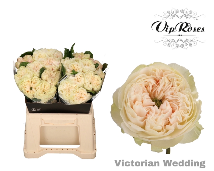 Vip Roses Webshop