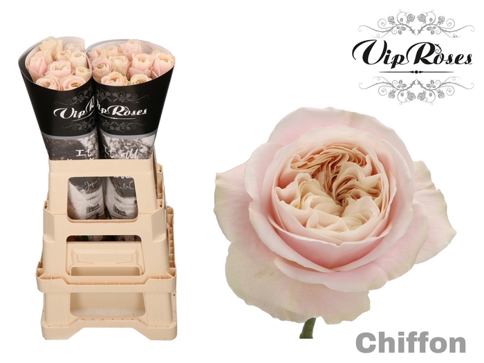Vip Roses Webshop