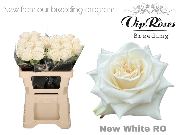 Vip Roses Webshop