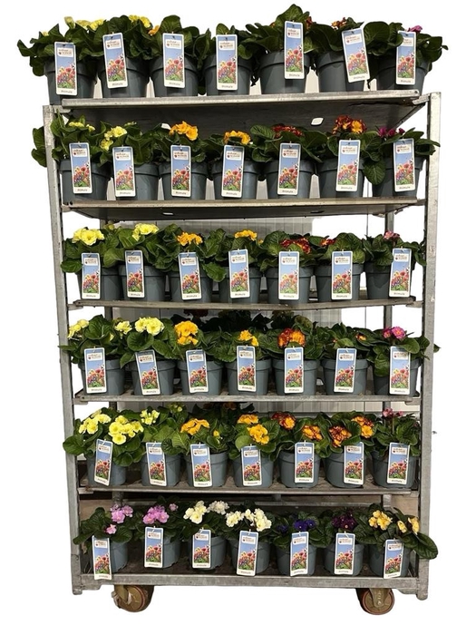 Micquel Groen Webshop