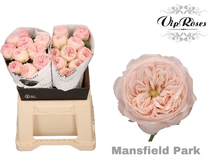 Vip Roses Webshop