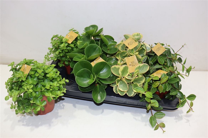 Lansu Plant Webshop