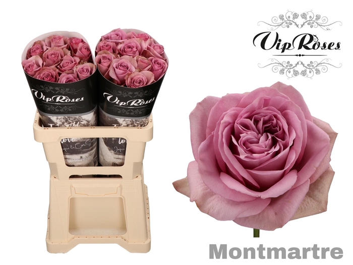 Vip Roses Webshop