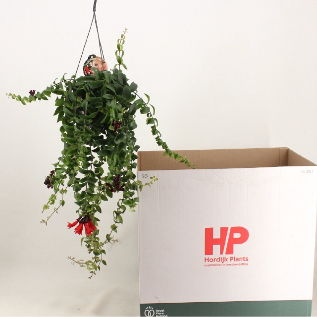 Harry van Hunen Webshop