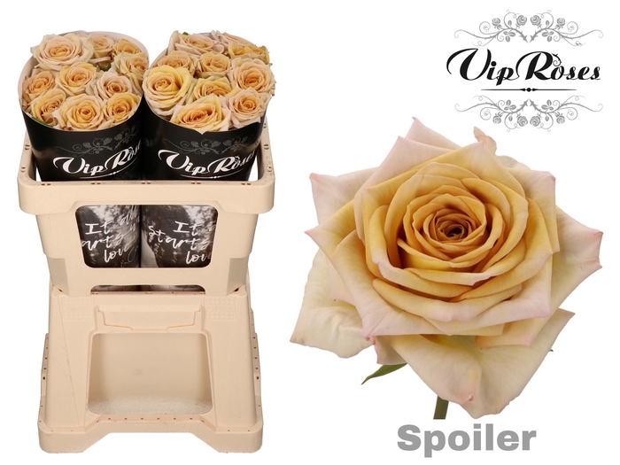 Vip Roses Webshop