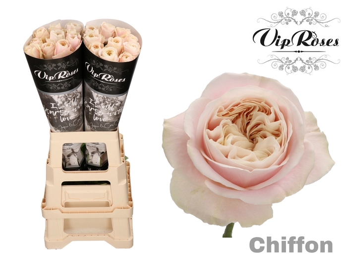 Vip Roses Webshop