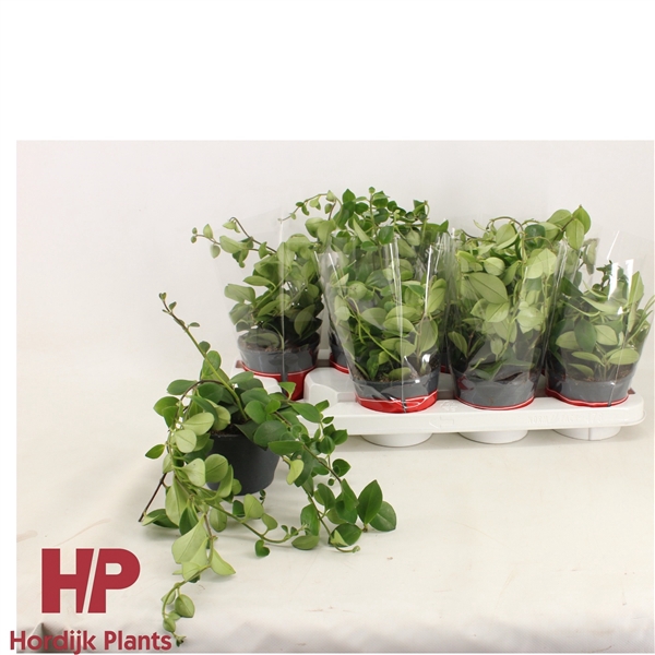 Just Plants Webshop