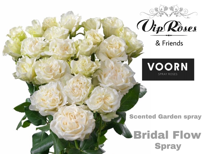 Vip Roses Webshop