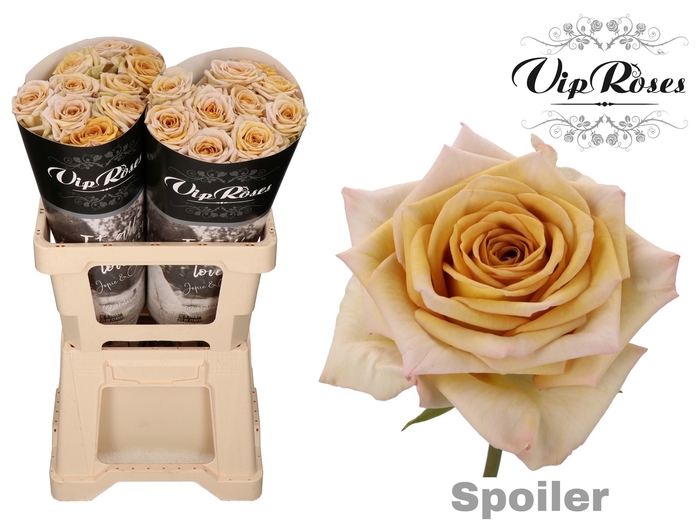 Vip Roses Webshop