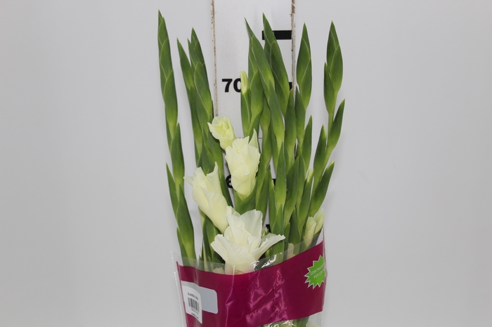 Holambelo - Loja Gran Flora