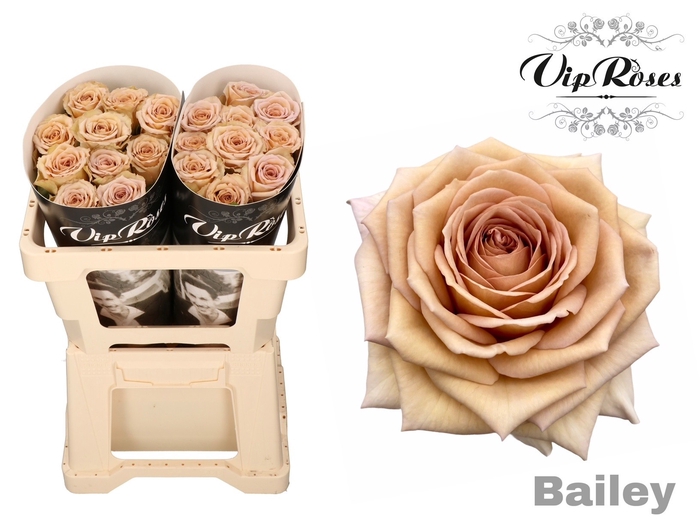 Vip Roses Webshop