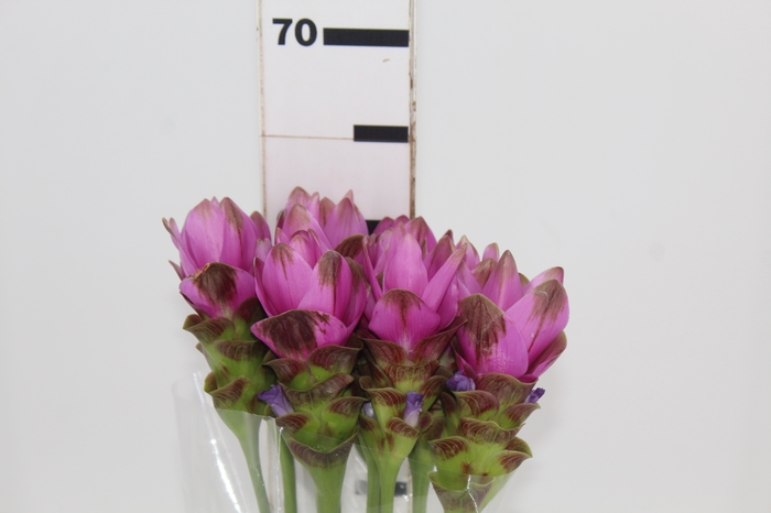 Holambelo - Loja Gran Flora