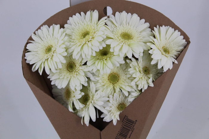 Holambelo - Loja Gran Flora