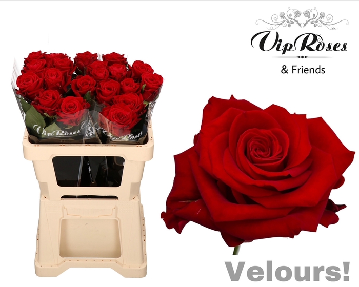 Vip Roses Webshop