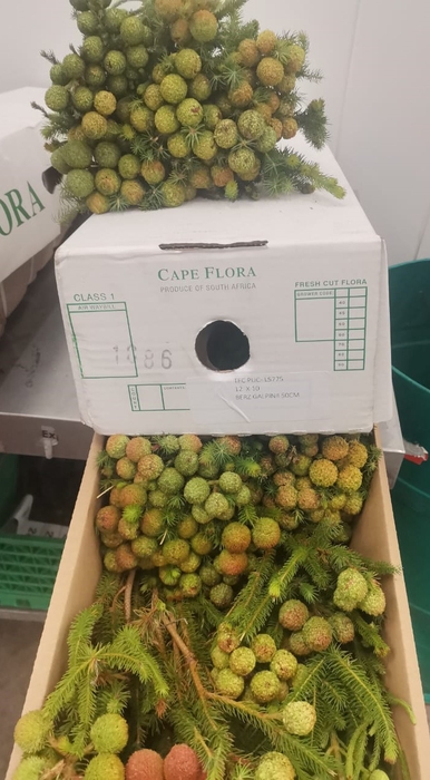 Zuluflora Webshop