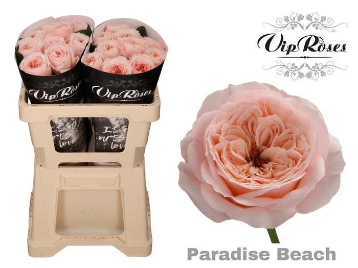 Vip Roses Webshop