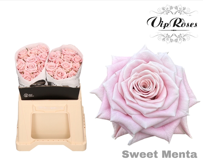 Vip Roses Webshop