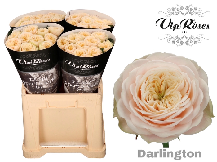 Vip Roses Webshop