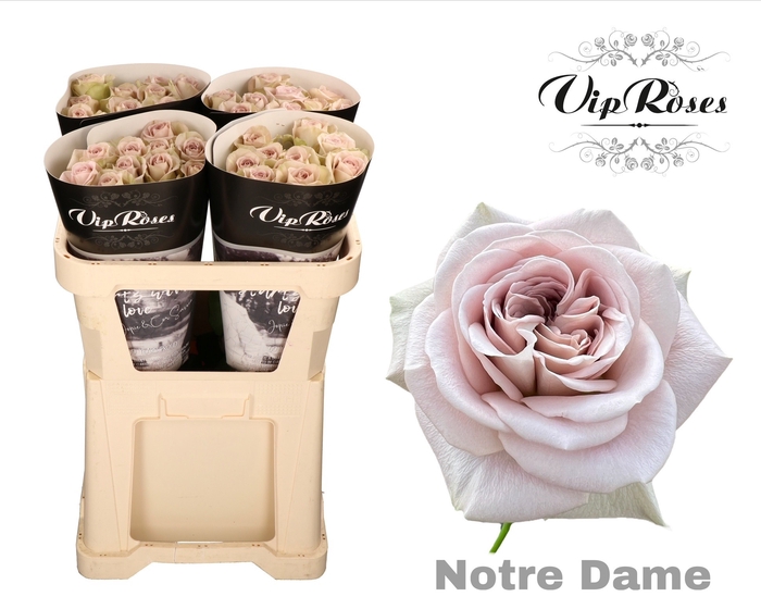 Vip Roses Webshop