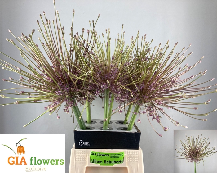 Duivenvoorden Driessen Webshop