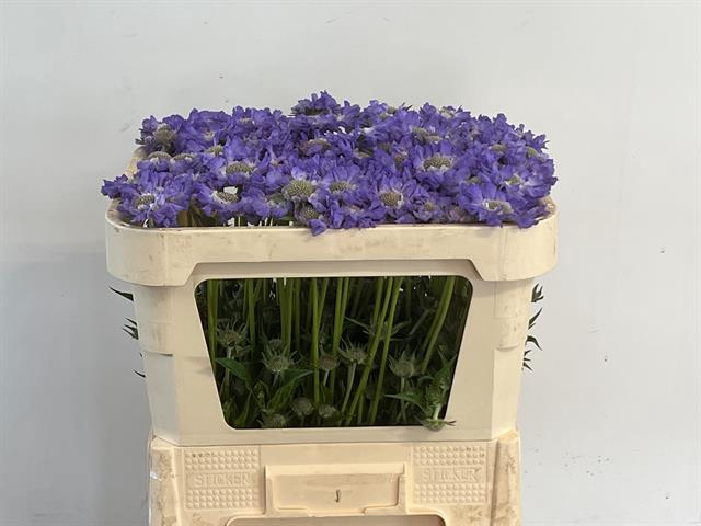PevoFlowers Webshop